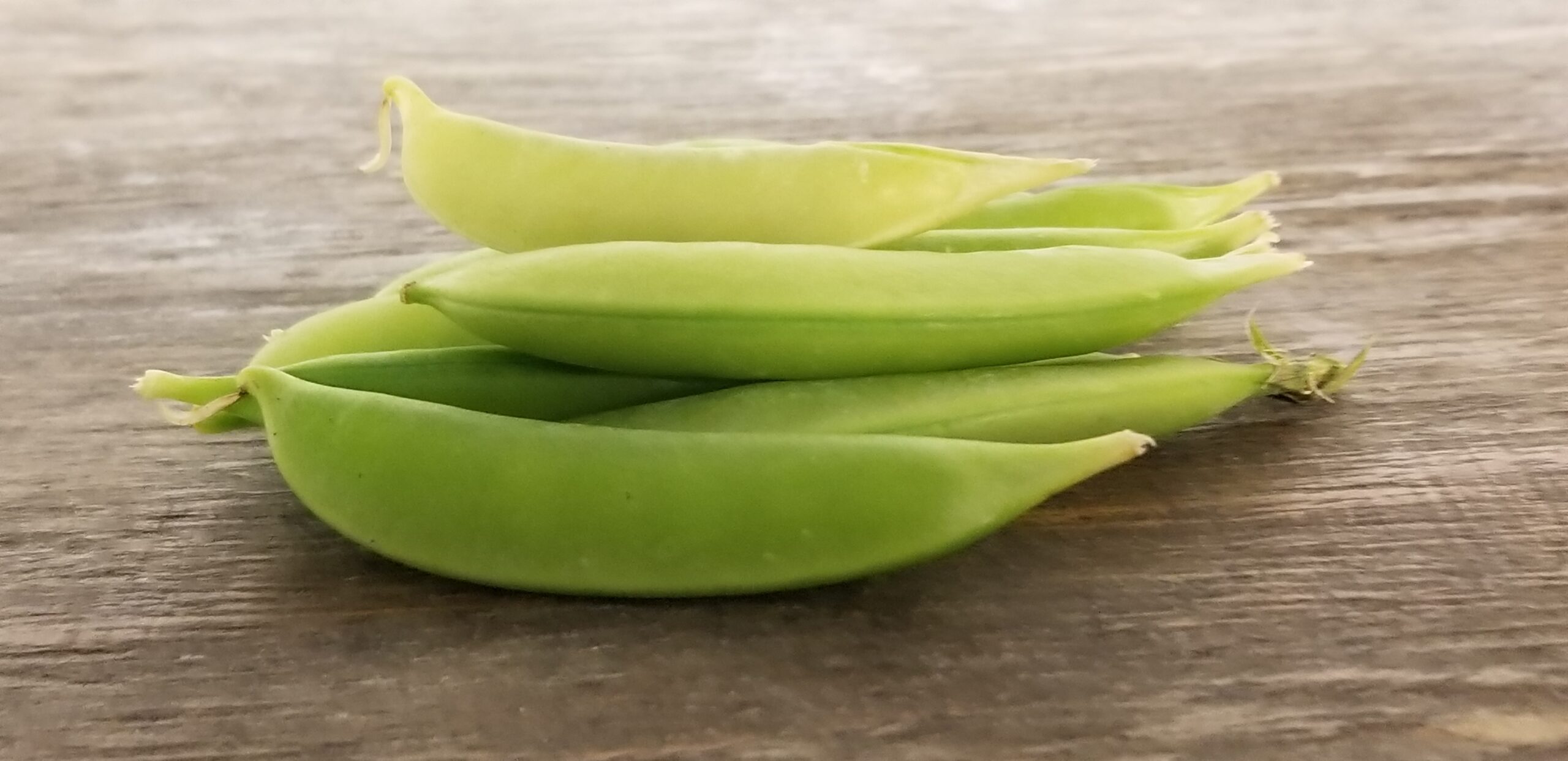 sugar snap – COOSEMANS HOUSTON INC.